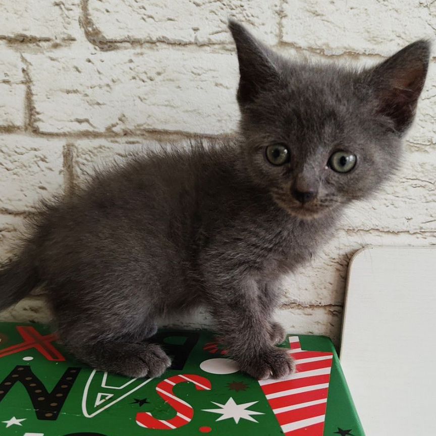 Котенок мальчик в добрые руки