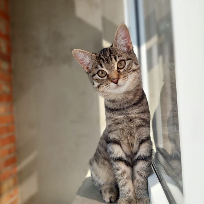 Котенок в добрые руки