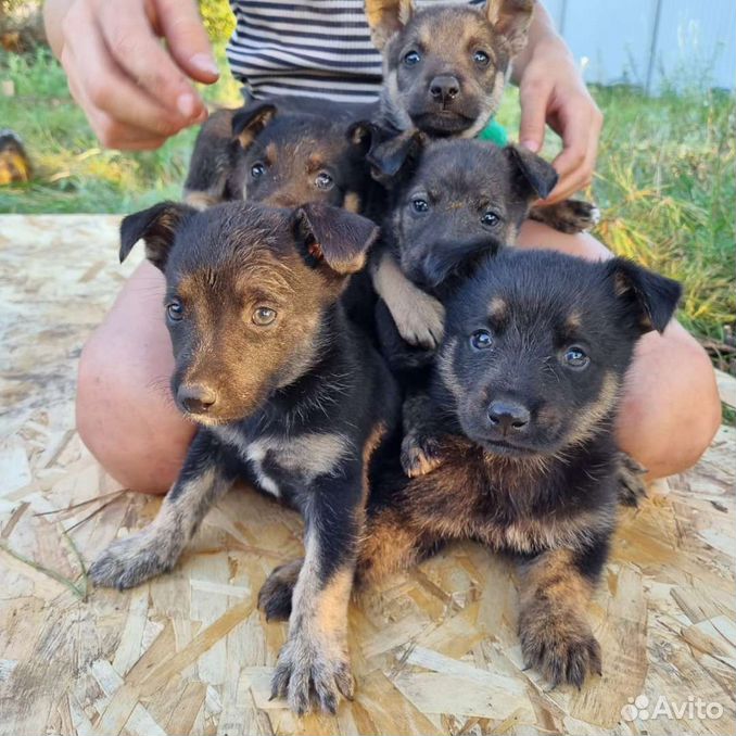 Домашние животные собаки щенки