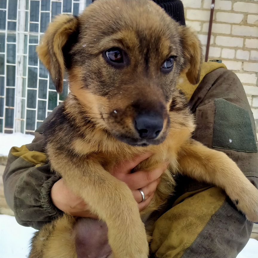 Герда в хорошие руки