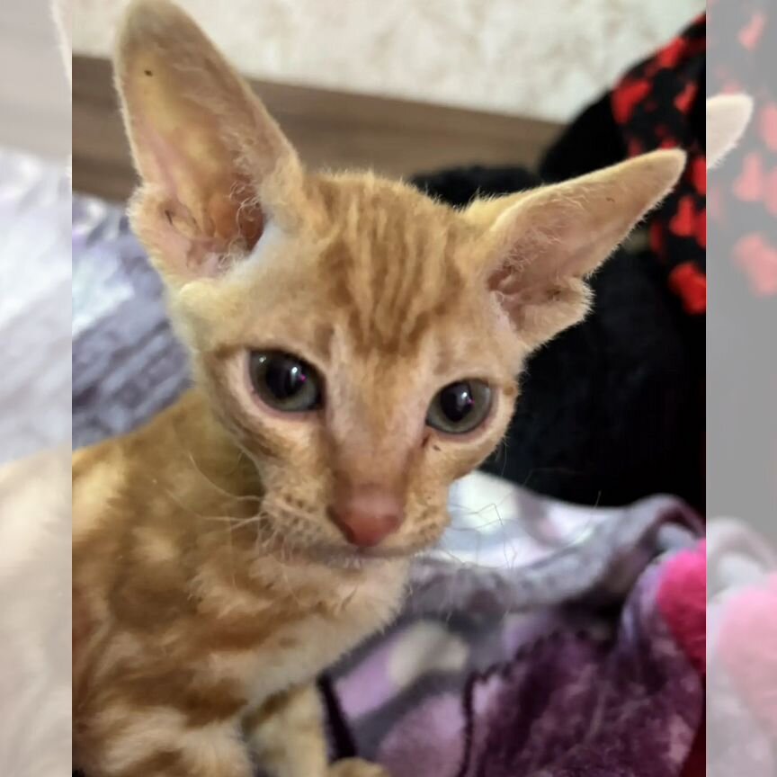 Донской сфинкс котёнок