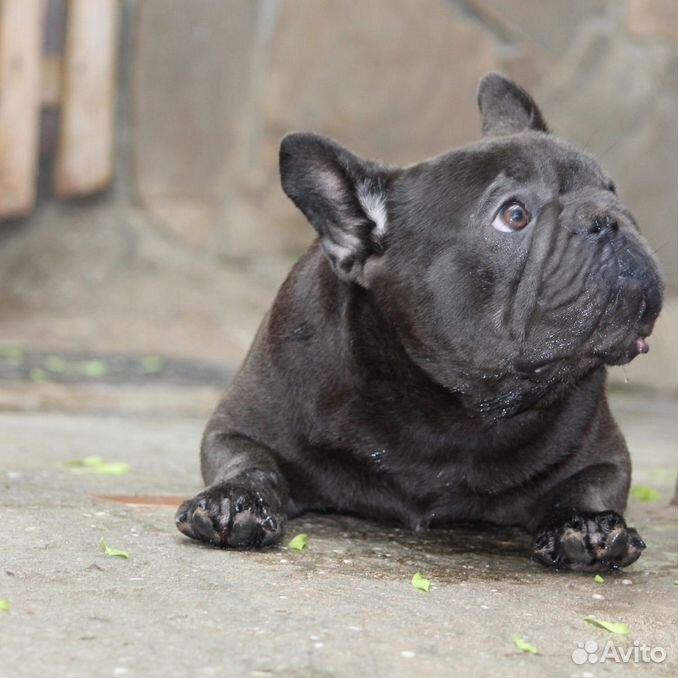 Француженка в добрые руки