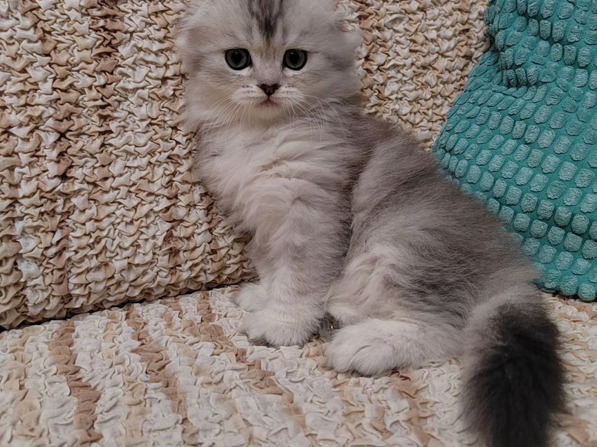 Шотландская вислоухая