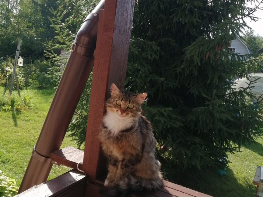 Кошка в добрые руки