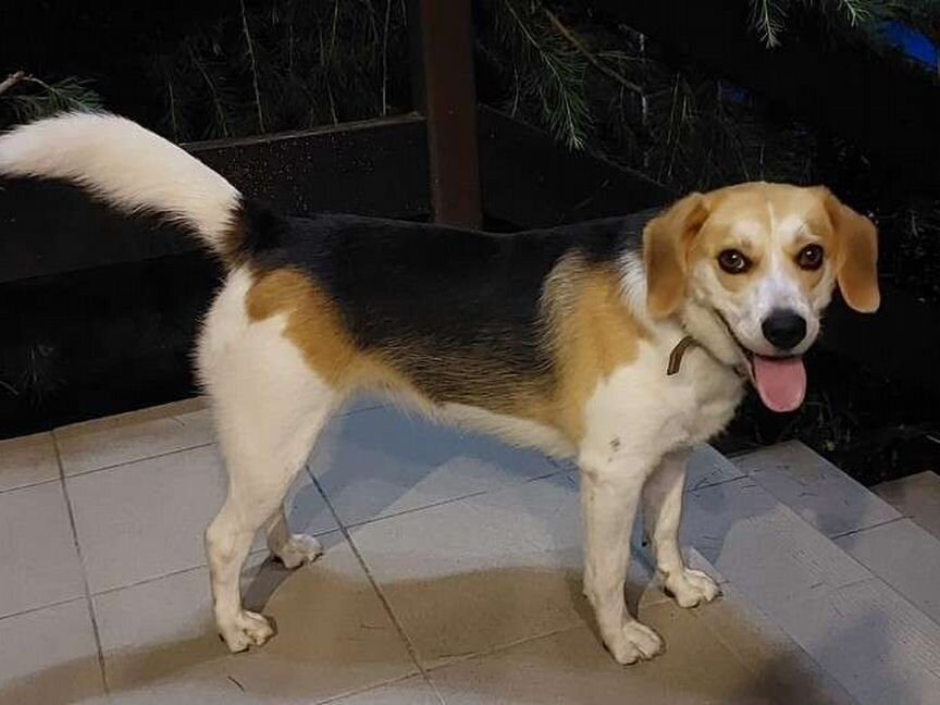 Собака