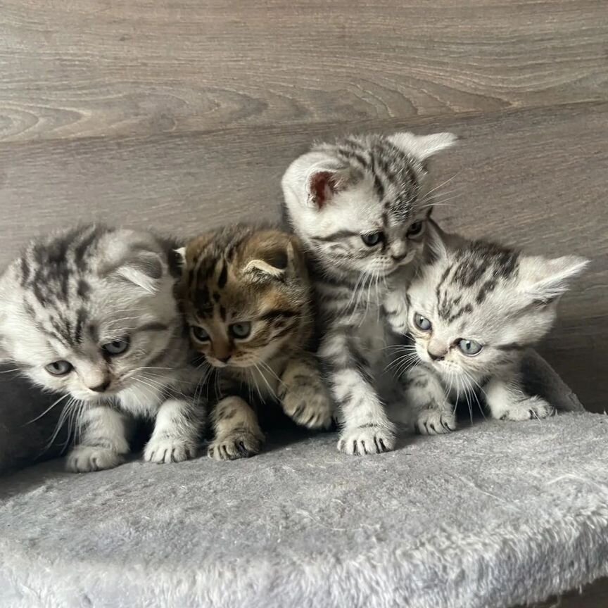 Шотландский вислоухий короткошёрстный котёнок