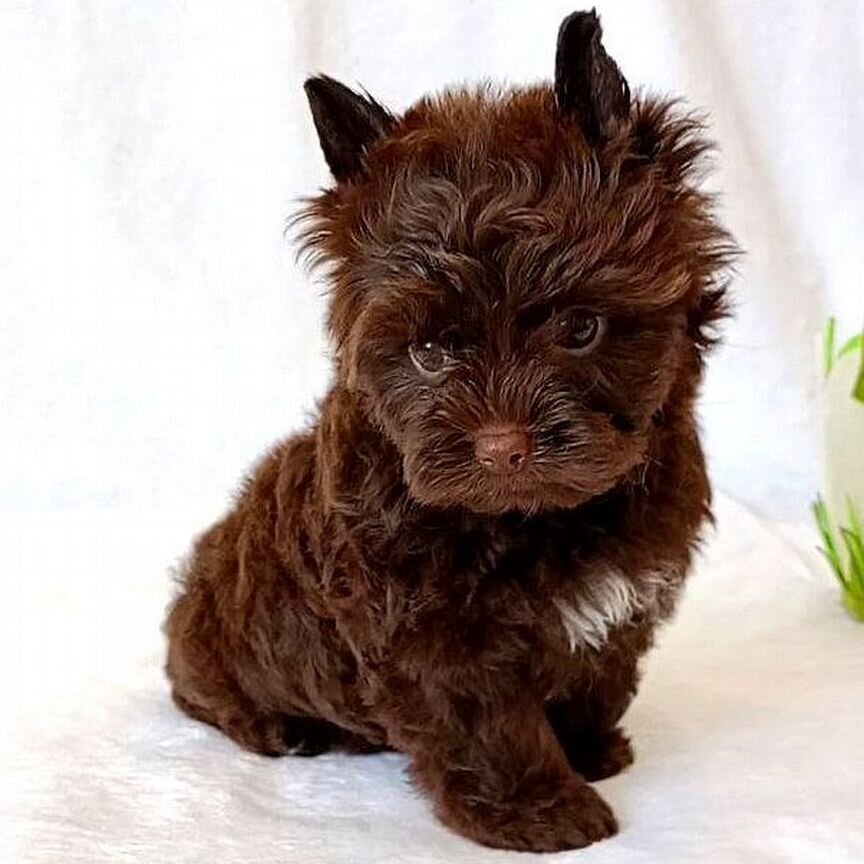 Йоркширский терьер, щенок