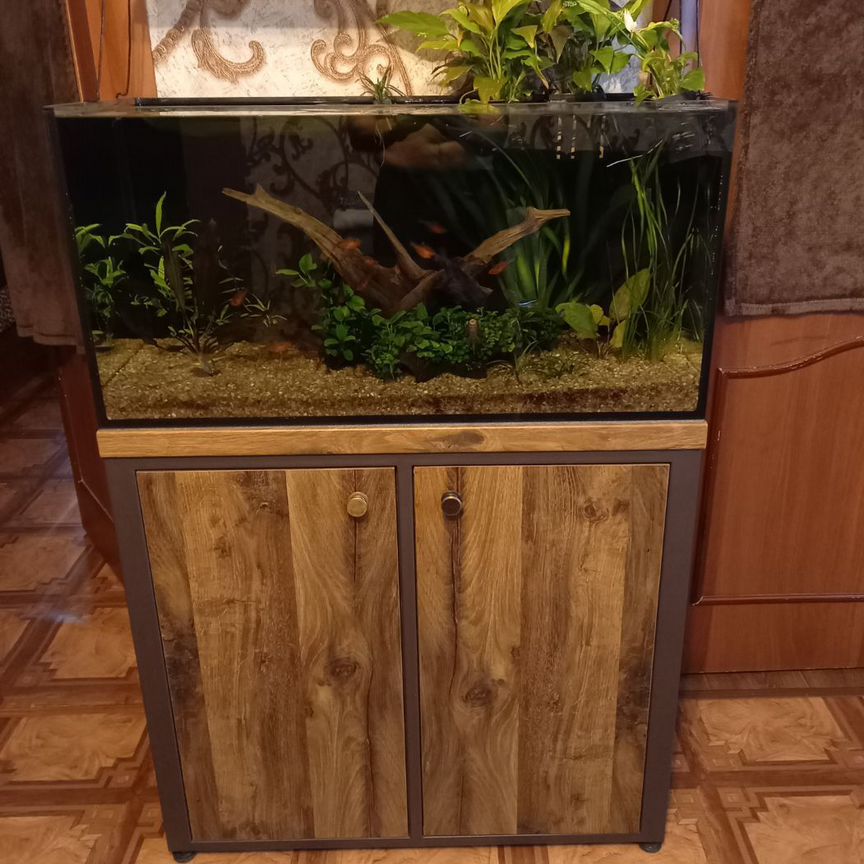 Эхинодорус в аквариум