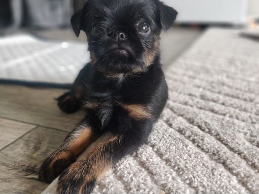 Бельгийский гриффон