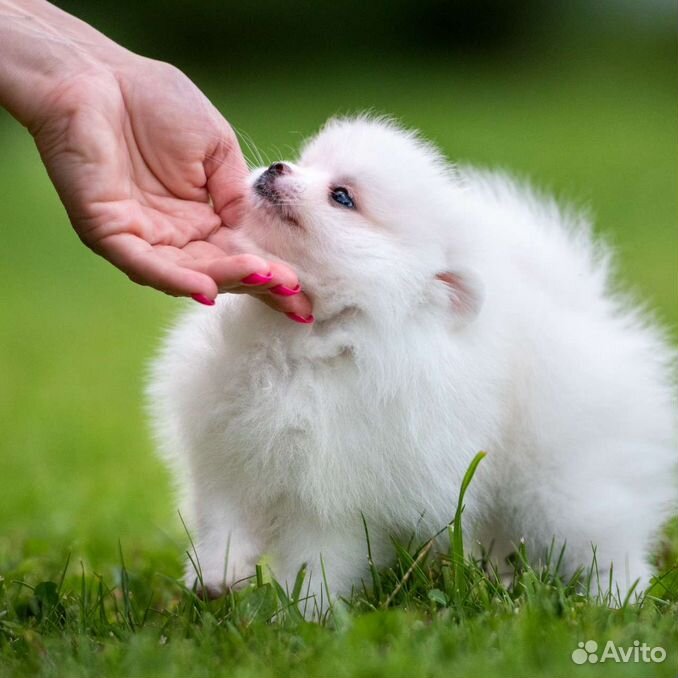 Померанский шпиц, девочка, 2,5 мес