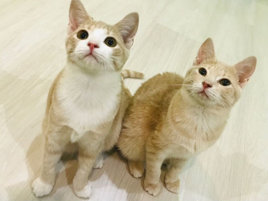 Персиковые котята девочки в добрые руки