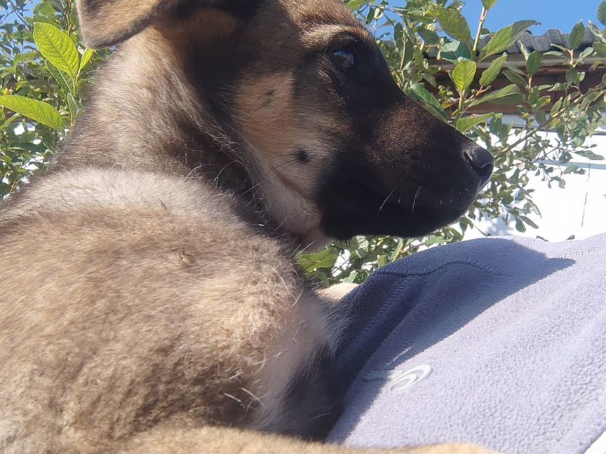 Щенок в добрые руки