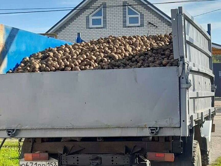 Картофель на корм скоту