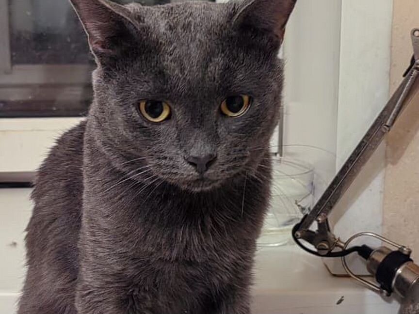 Котик Дымок в добрые руки