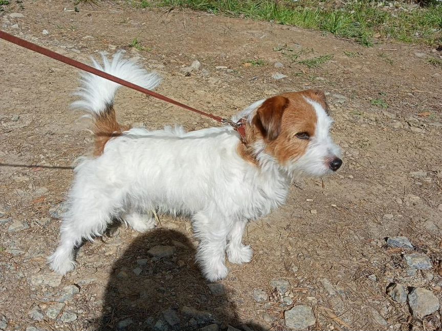 Маленький песик в добрые руки