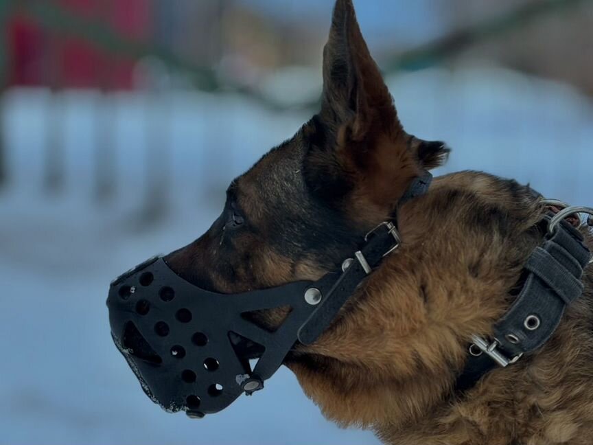 Намордник шлейка поводок