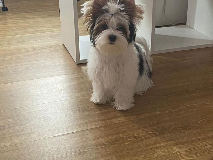 Ищем невесту