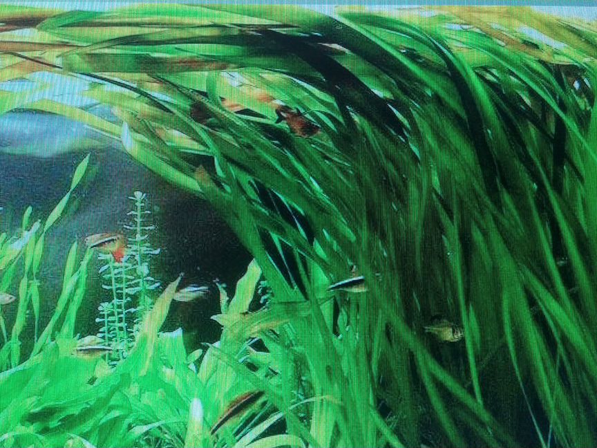 Украшения для аквариума