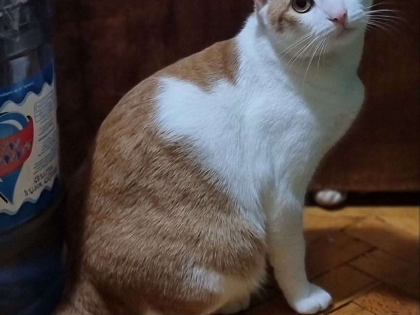 Котик-хвостик Менри