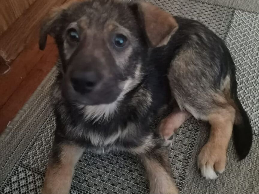 Нужен дом или передержка для трехлапой малышки