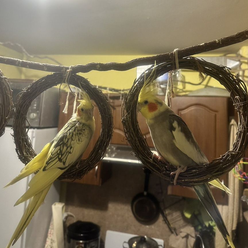 Попугай корелла