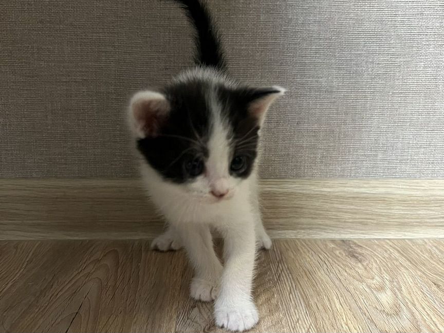 Котята в добрые руки 1 месяц