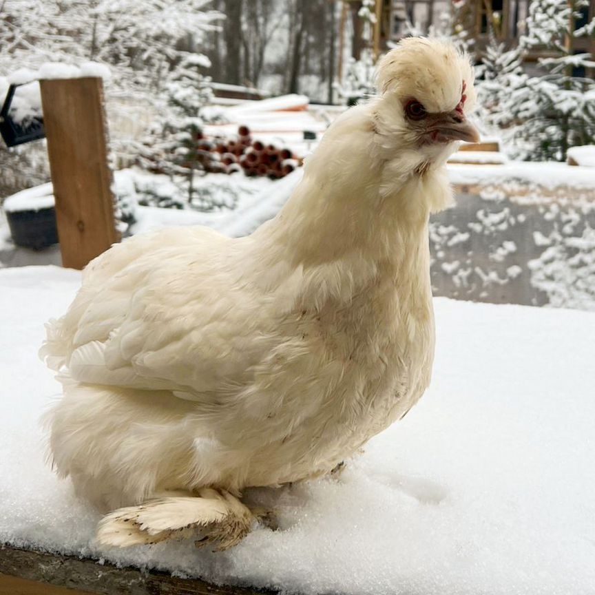 Декоративные куры