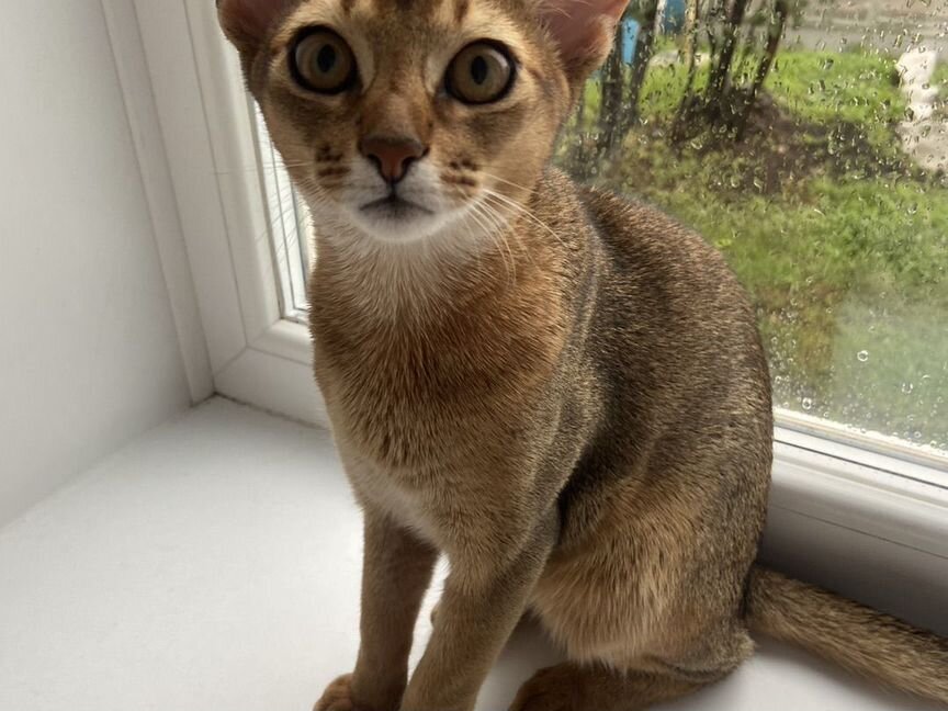 Абиссинские котята