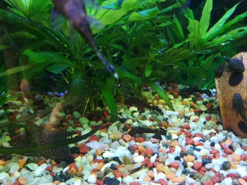 Аквариумные рыбки сомики