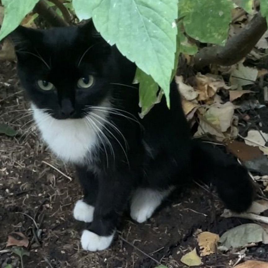 Шанс для кошки