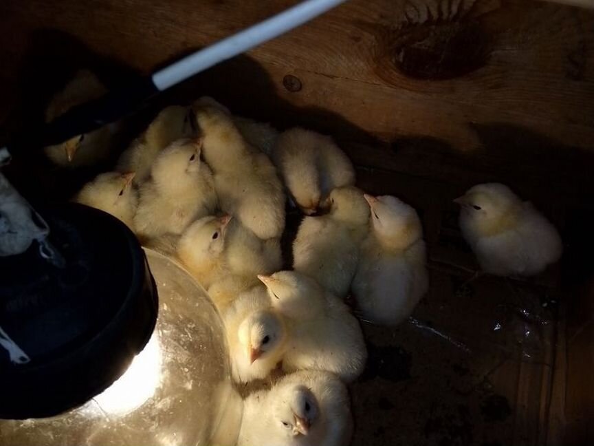 Цыплята броллер россы