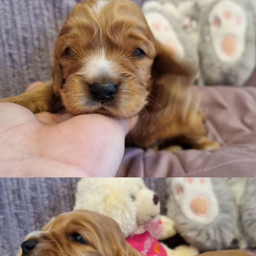 Английский кокер-спаниель, щенок