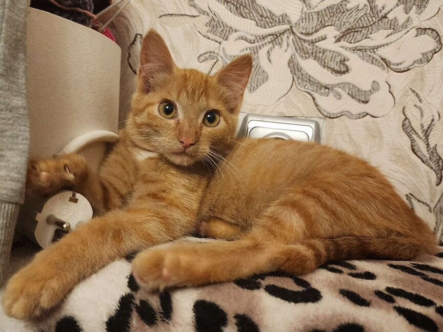 Кошечка в хорошие руки