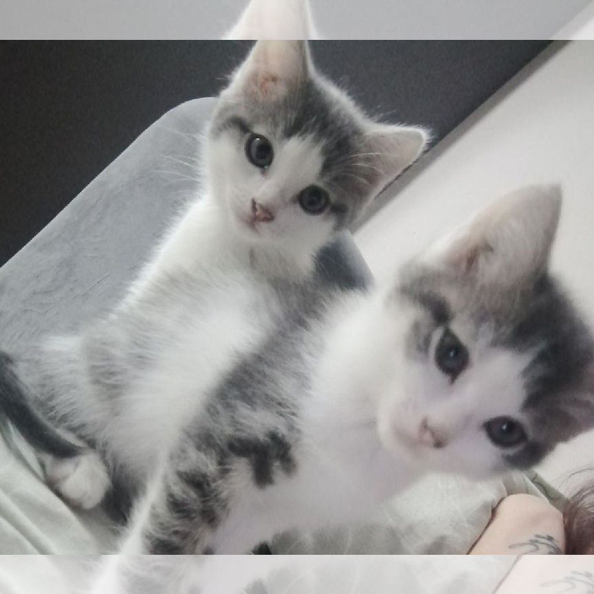 Отдам котят в добрые руки