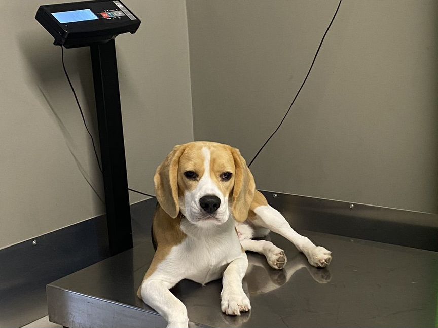 Собака бигль 11 мес