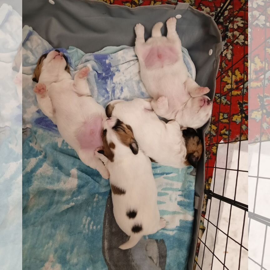 Джек-рассел-терьер, щенок