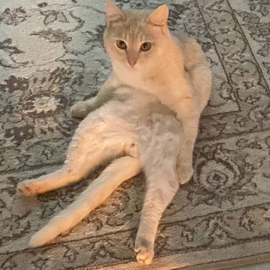 Кот