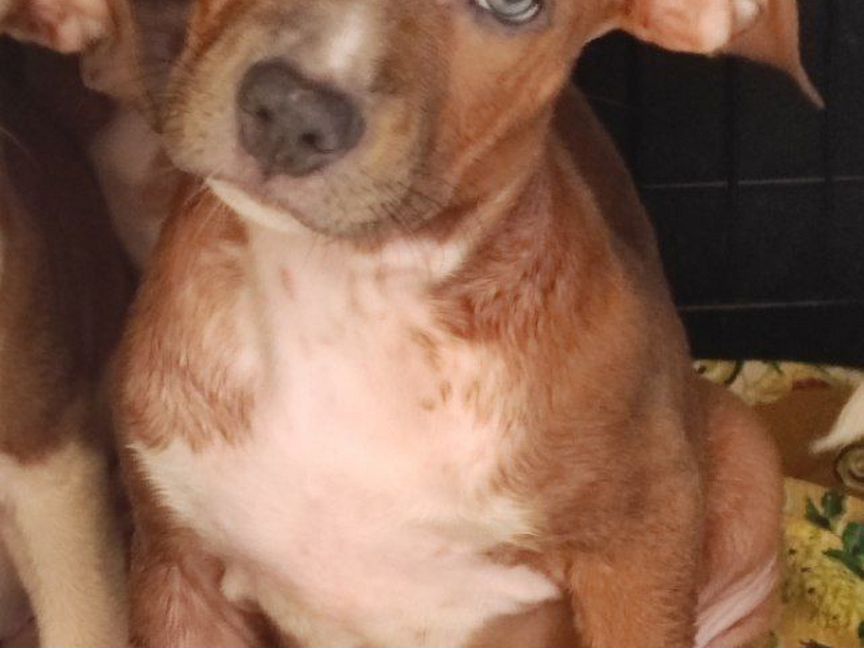 Девочки Американского Стаффордширского терьера