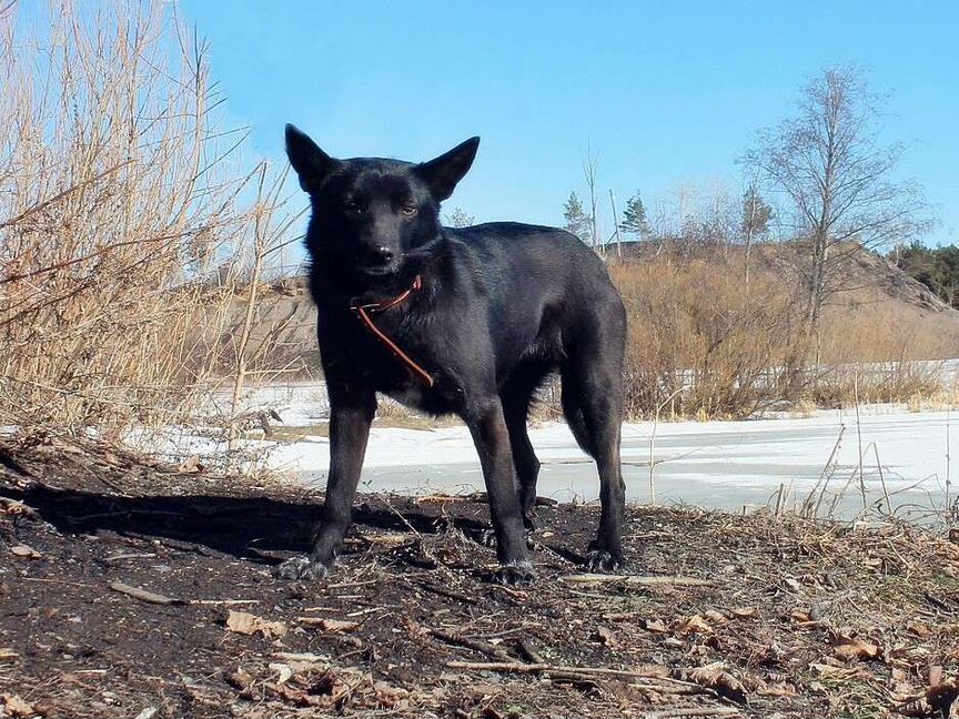 Ладушка