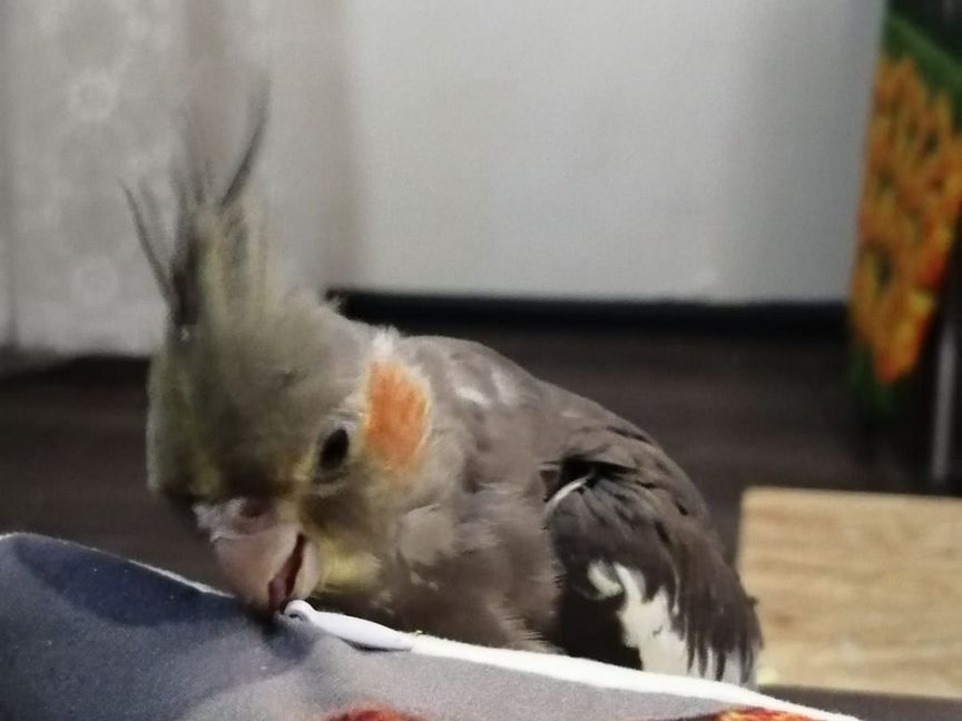 Попугай корелла девочка