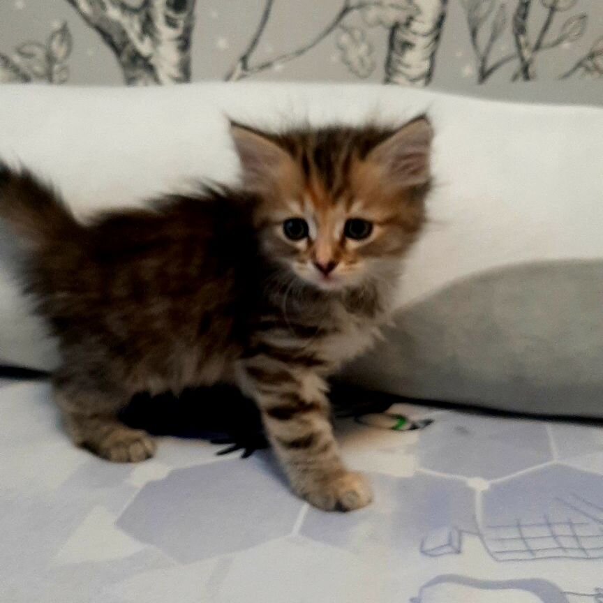 Котята бесплатно
