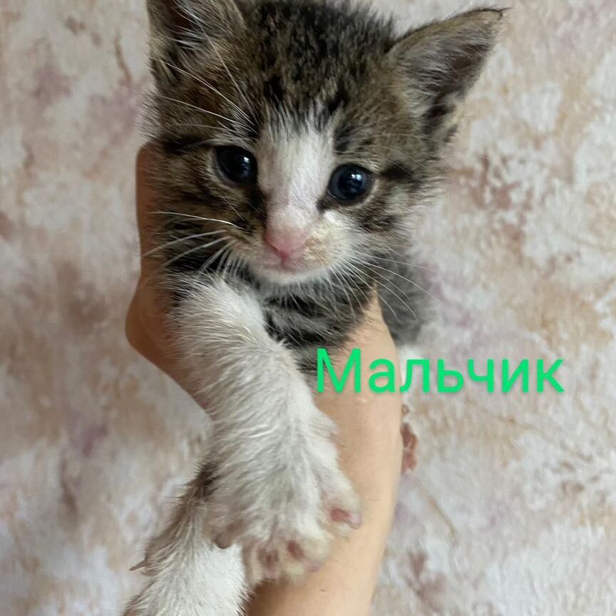 Крутой мальчуган в ответственные ручки