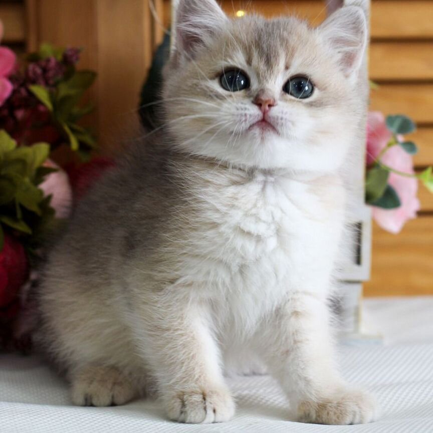 Британский короткошёрстный котёнок