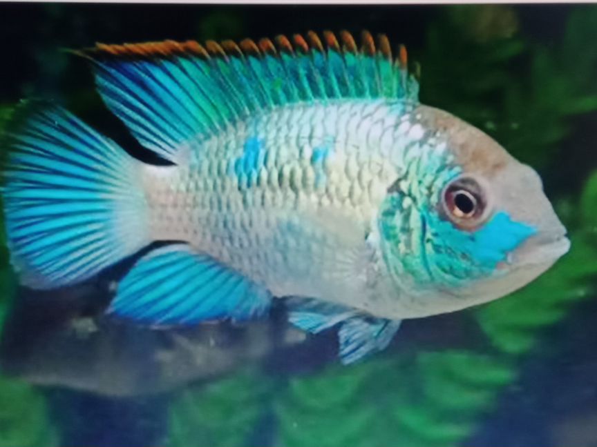 Аквариумные рыбки