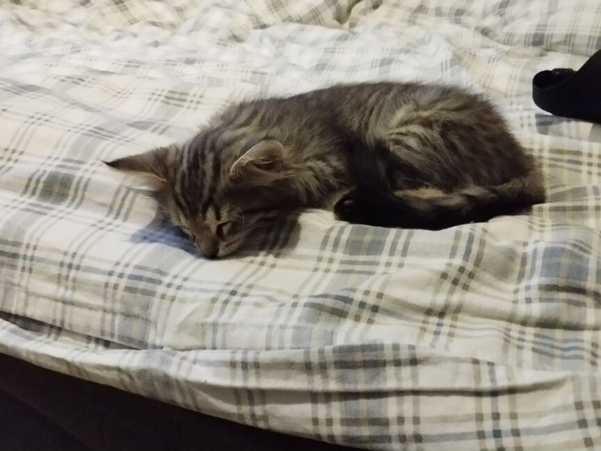 Котенок 1.5 месяца