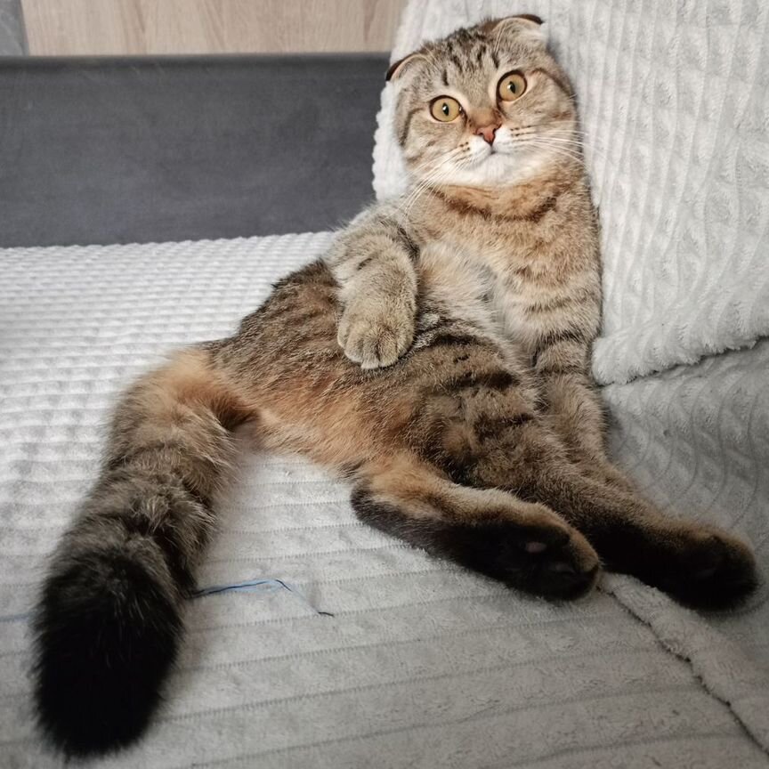 Ищем кота на вязку