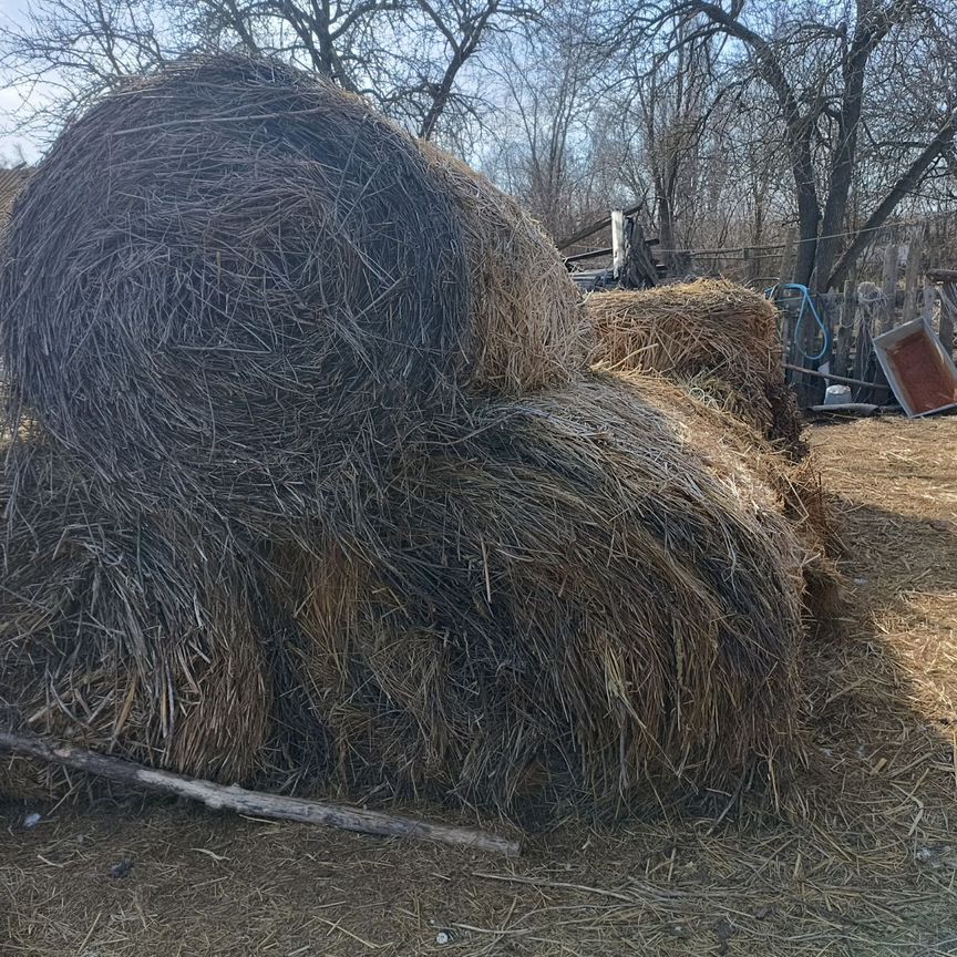За все сено и камыш в тюках 4-5 шт (на подстилку)