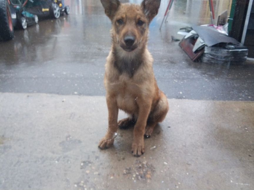 Щенок в добрые руки