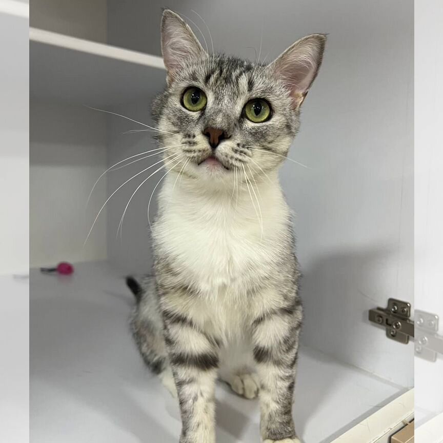 Взрослый кот в добрые руки