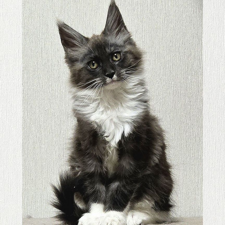 Мейн-кун котёнок